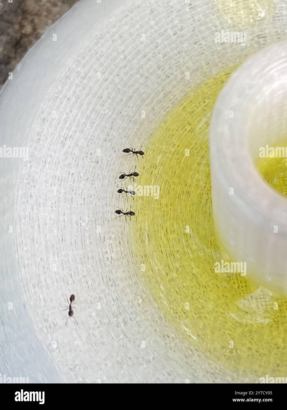 Common Trailing Ant (Monomorium minimum Stock Photo - Alamy