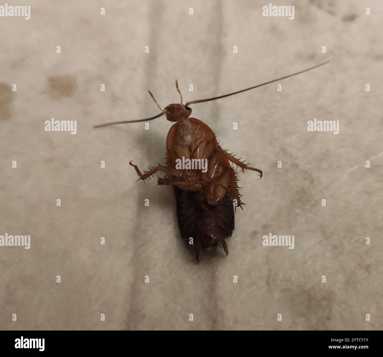 Turkestan Cockroach (Periplaneta lateralis Stock Photo - Alamy