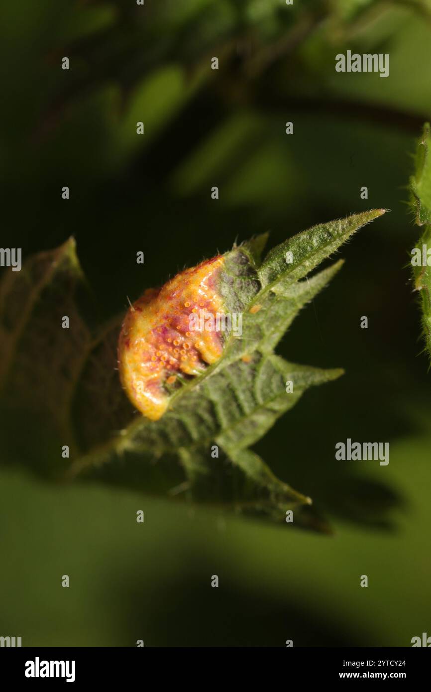 Nettle Clustercup Rust fungus (Puccinia urticata Stock Photo - Alamy