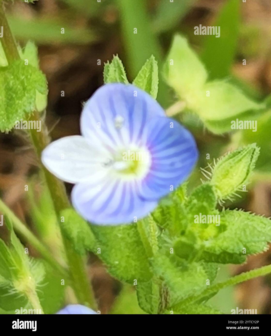 bird's-eye speedwell (Veronica persica Stock Photo - Alamy
