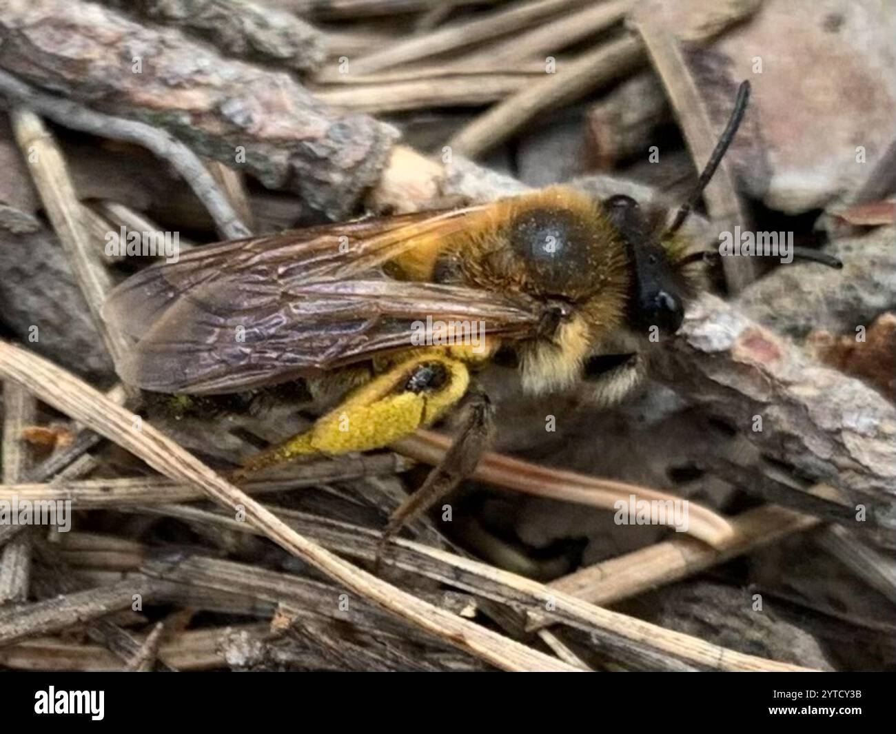 Nomad Bees (Nomada Stock Photo - Alamy