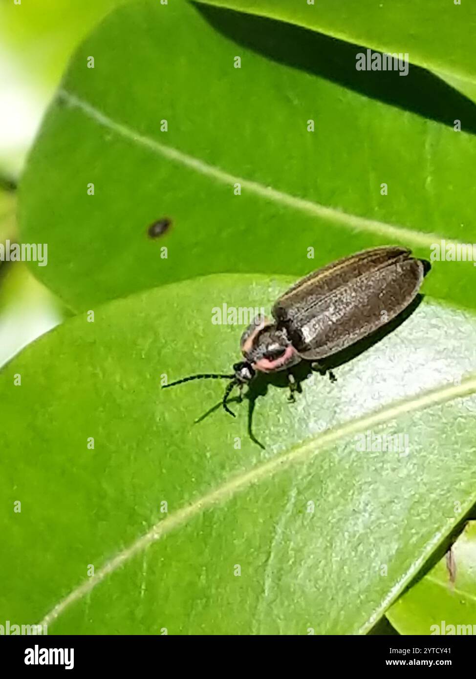 Winter Firefly (Ellychnia corrusca Stock Photo - Alamy