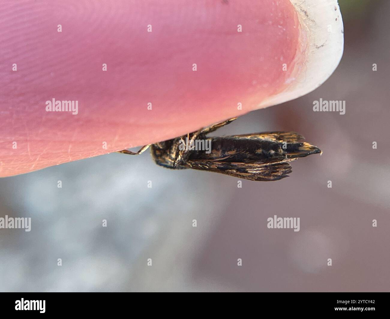 Clearwing Moths (Sesiidae Stock Photo - Alamy