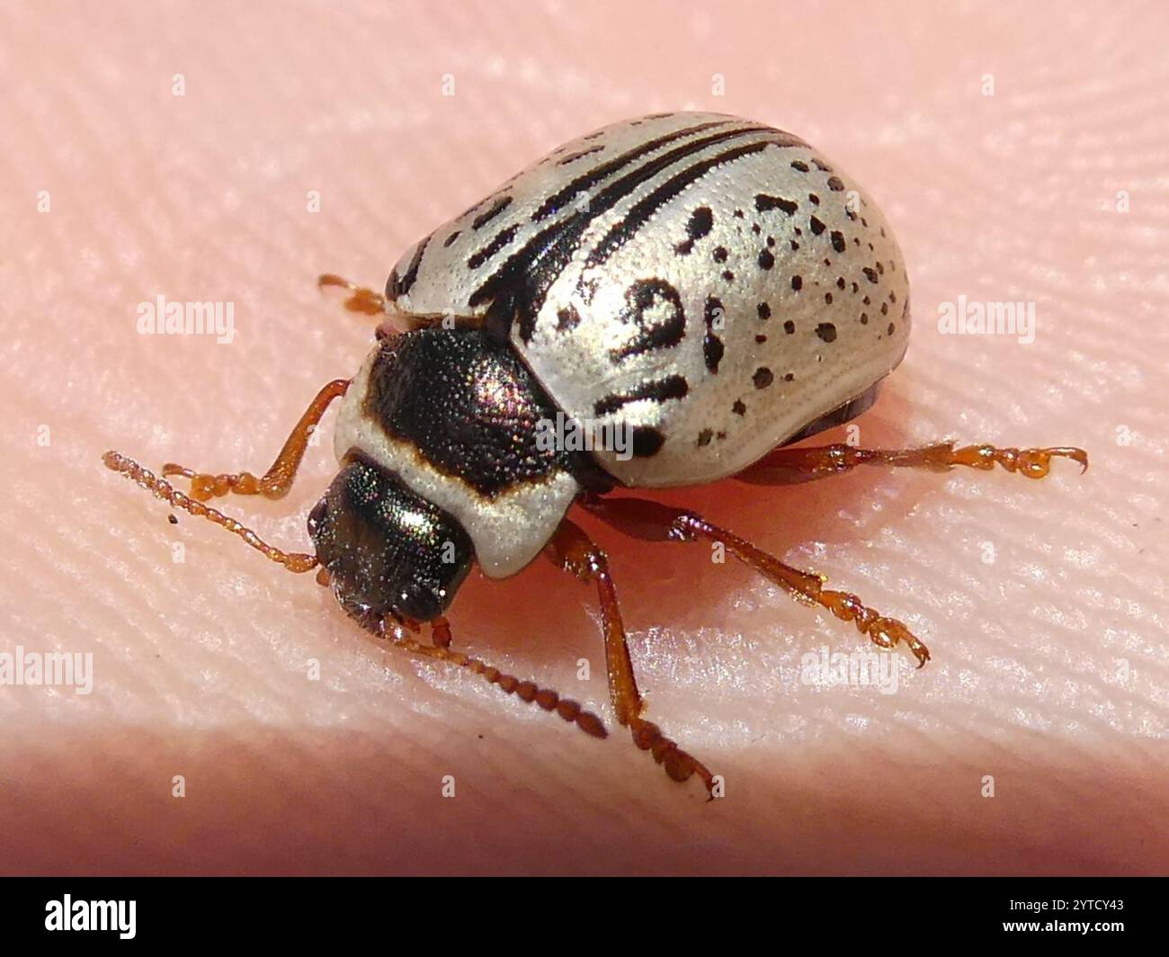 Common Willow Calligrapher Beetle (Calligrapha multipunctata Stock Photo - Alamy