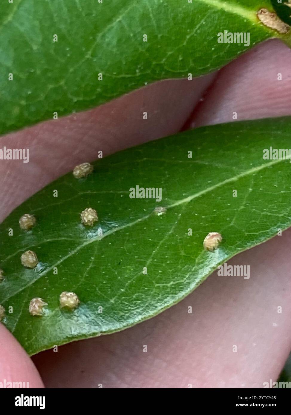 Gall and Rust Mites (Eriophyidae Stock Photo - Alamy