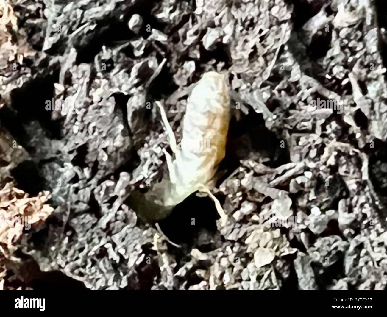 Eastern Subterranean Termite (Reticulitermes flavipes Stock Photo - Alamy