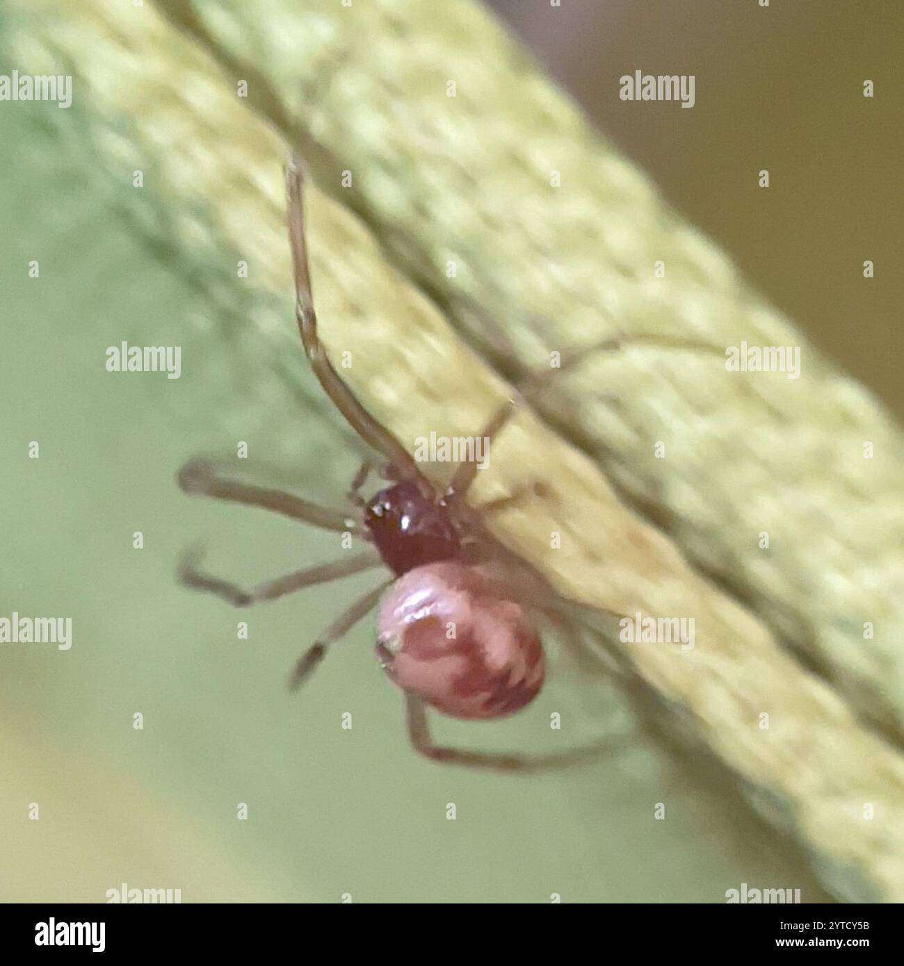 Triangulate Combfoot (Steatoda triangulosa Stock Photo - Alamy