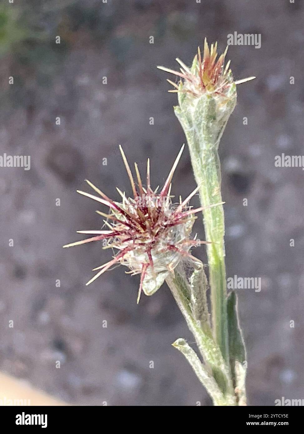 Maltese star-thistle (Centaurea melitensis Stock Photo - Alamy