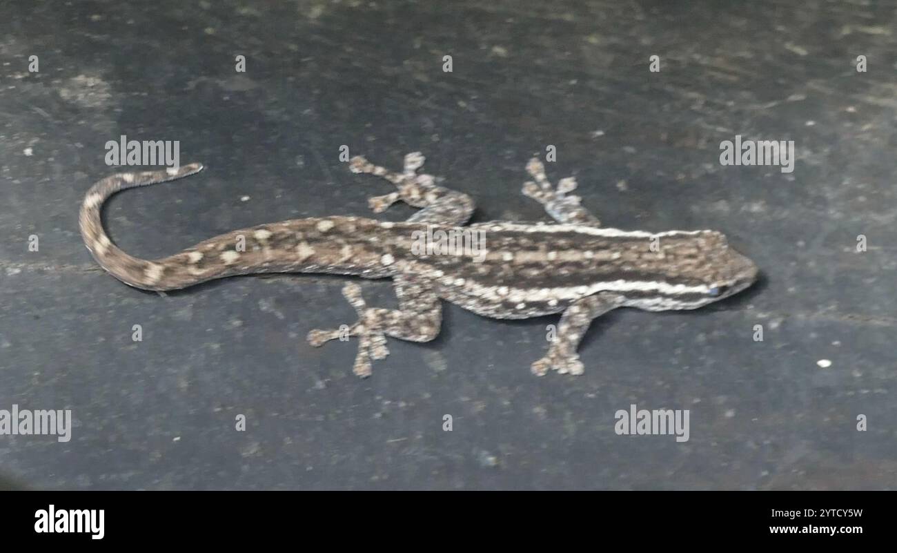 Common Dwarf Gecko (Lygodactylus capensis Stock Photo - Alamy