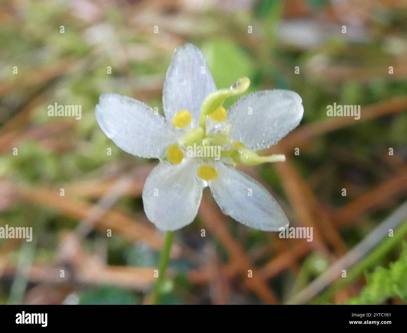 threeleaf goldthread (Coptis trifolia Stock Photo - Alamy