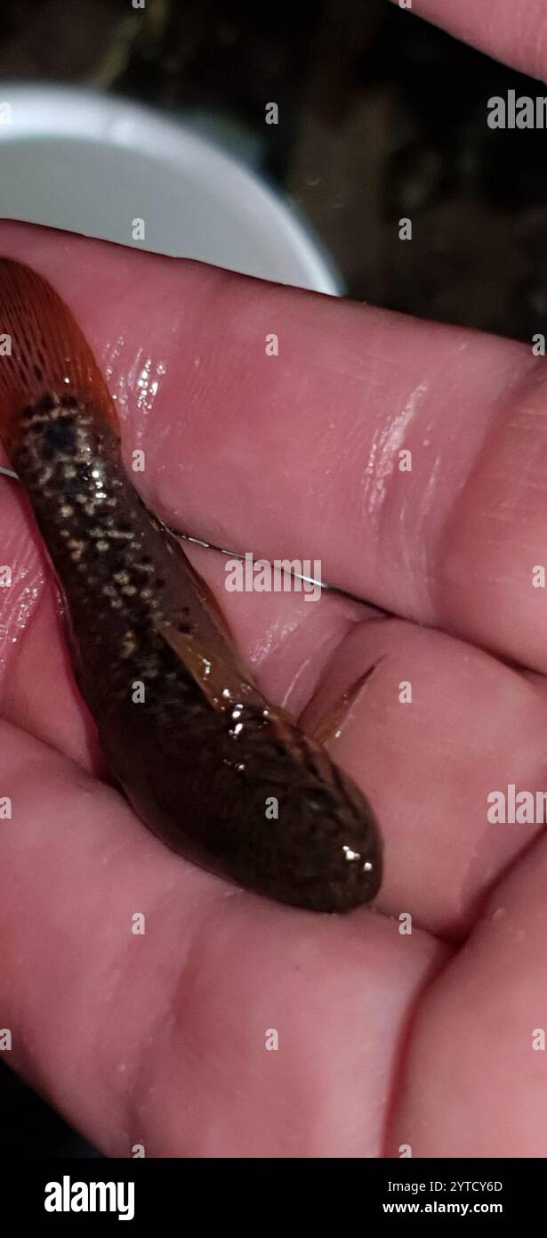 Southern Purple-spotted Gudgeon (Mogurnda adspersa Stock Photo - Alamy