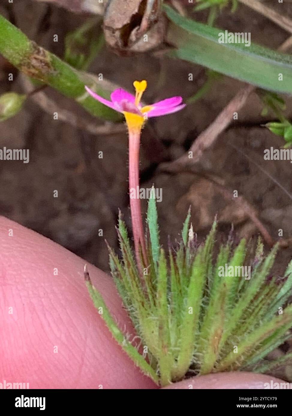 true babystars (Leptosiphon bicolor Stock Photo - Alamy