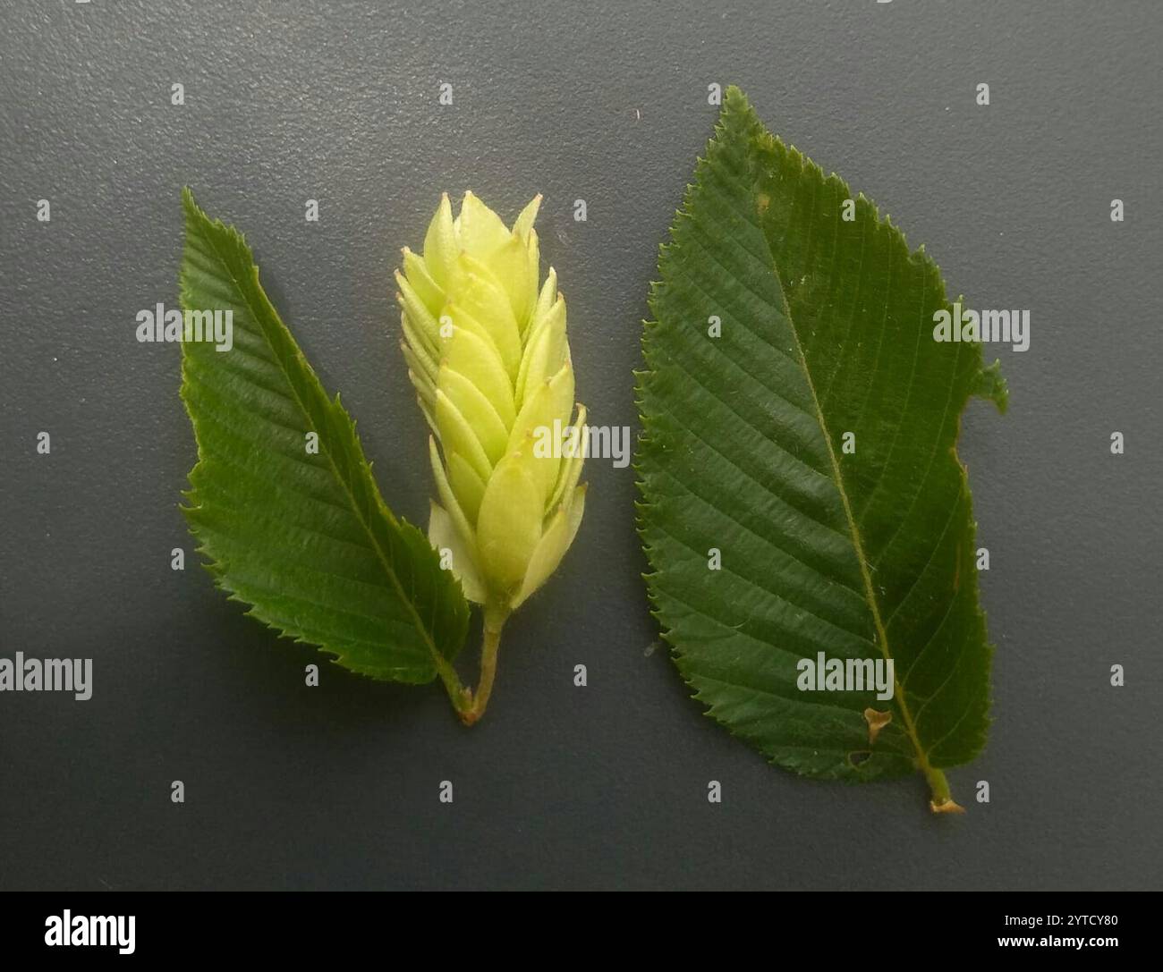 European Hop-hornbeam (Ostrya carpinifolia Stock Photo - Alamy