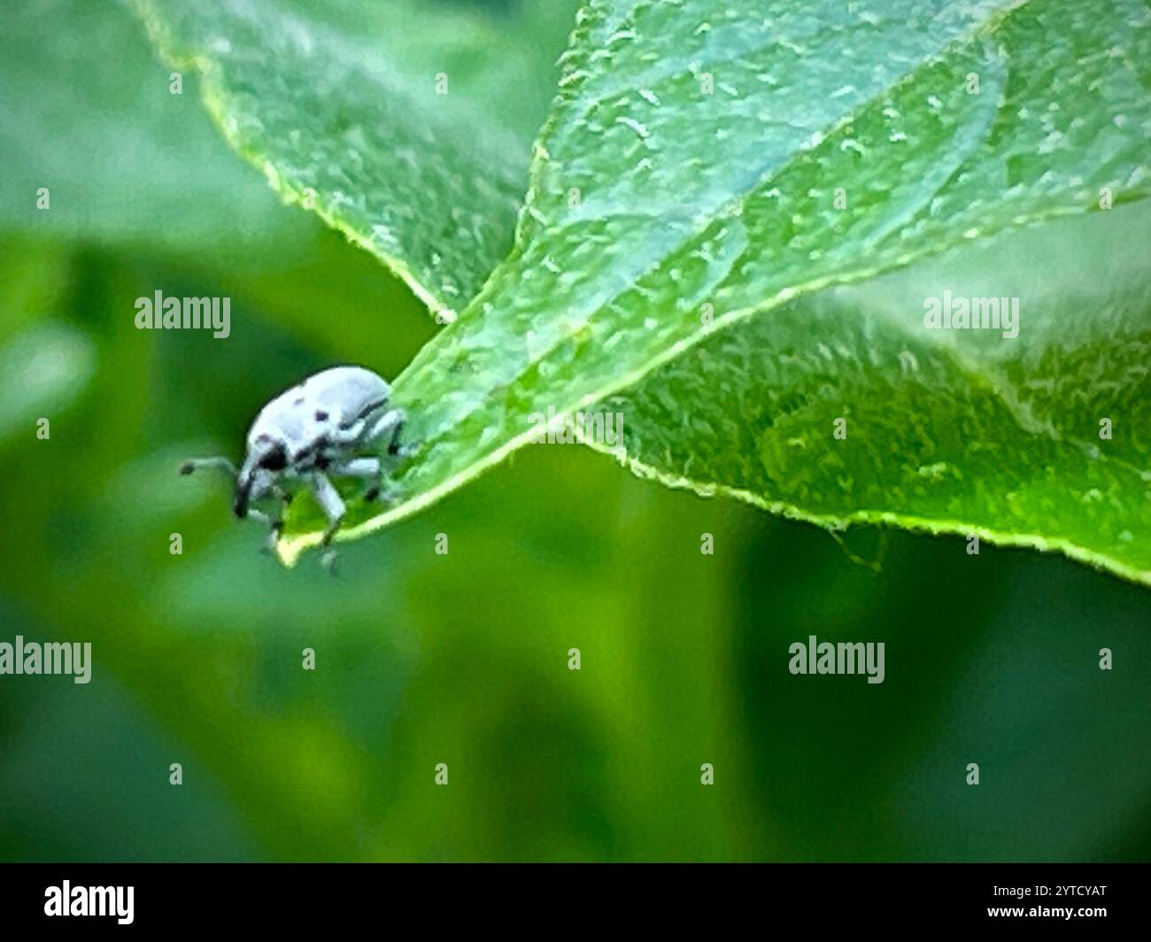 Potato Stalk Borer (Trichobaris trinotata Stock Photo - Alamy