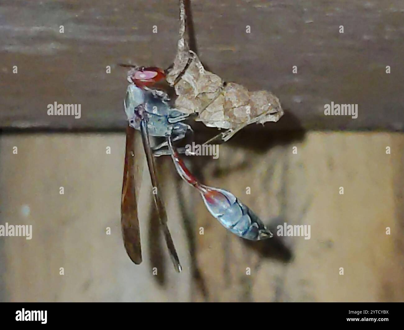 Needle-waisted Paper Wasps (Belonogaster Stock Photo - Alamy