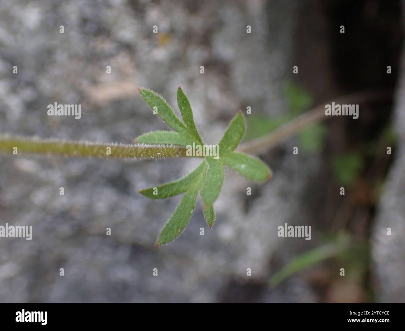 smallflower woodland star (Lithophragma parviflorum Stock Photo - Alamy