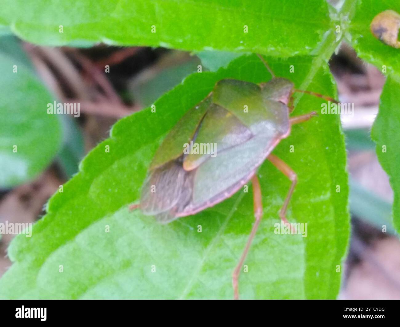 Green Shield Bug (Palomena prasina Stock Photo - Alamy