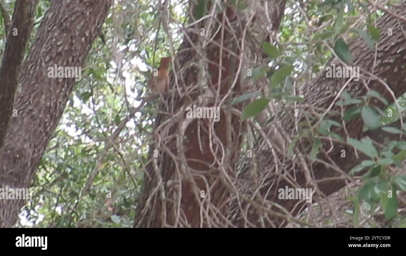 Brown Thrasher (Toxostoma rufum Stock Photo - Alamy