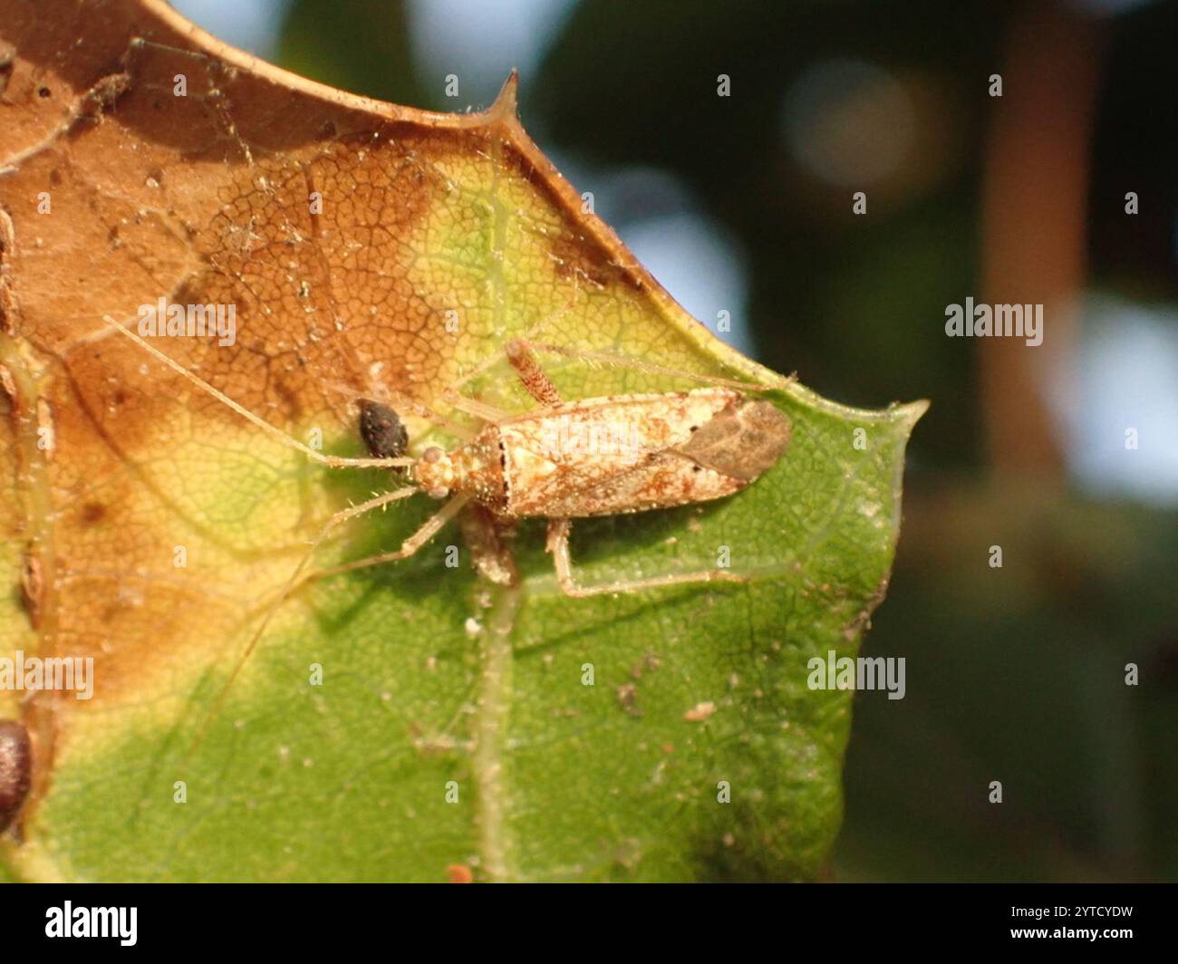 True Bugs, Hoppers, Aphids, and allies (Hemiptera Stock Photo - Alamy