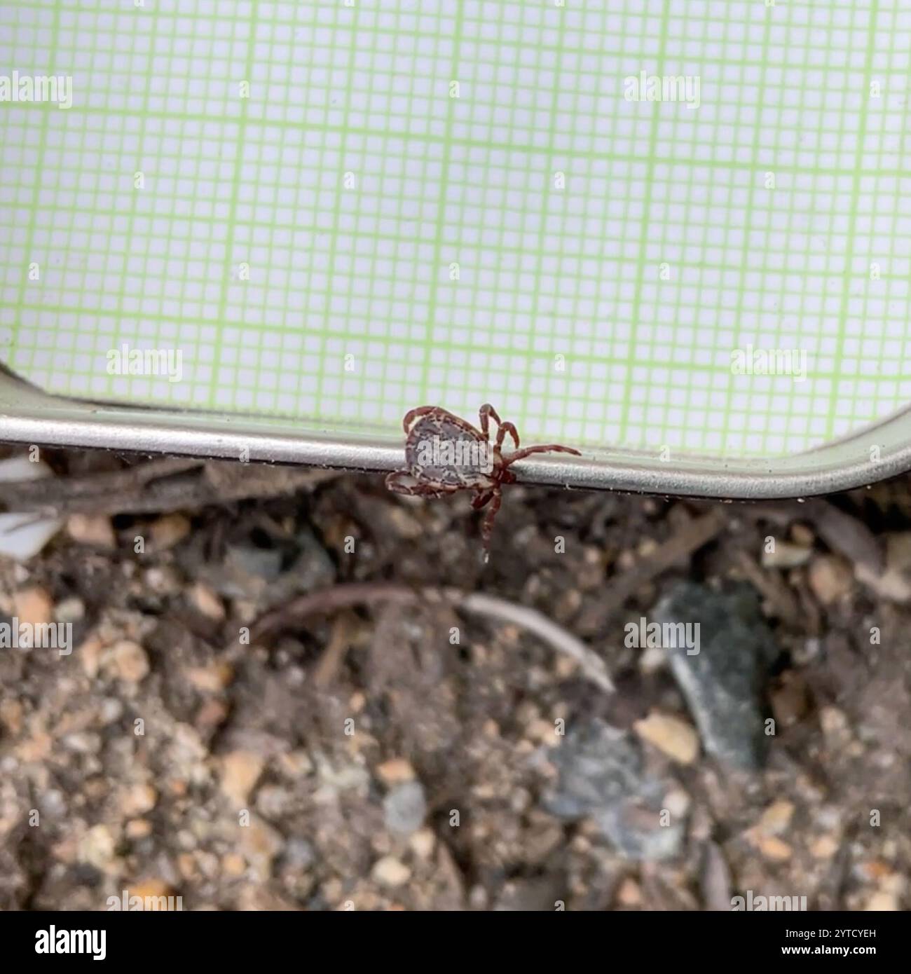 Rocky Mountain Wood Tick (Dermacentor andersoni Stock Photo - Alamy