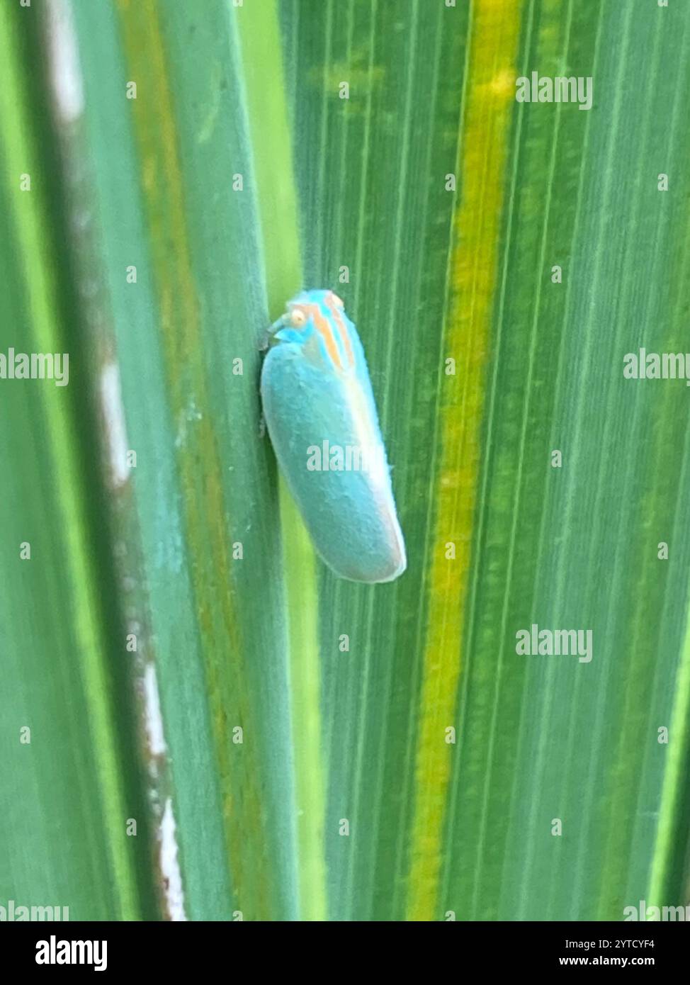 Palm Flatid Planthopper (Ormenaria rufifascia Stock Photo - Alamy