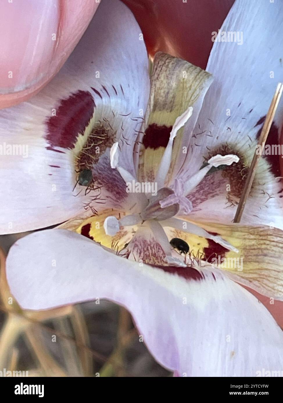 clay mariposa lily (Calochortus argillosus Stock Photo - Alamy