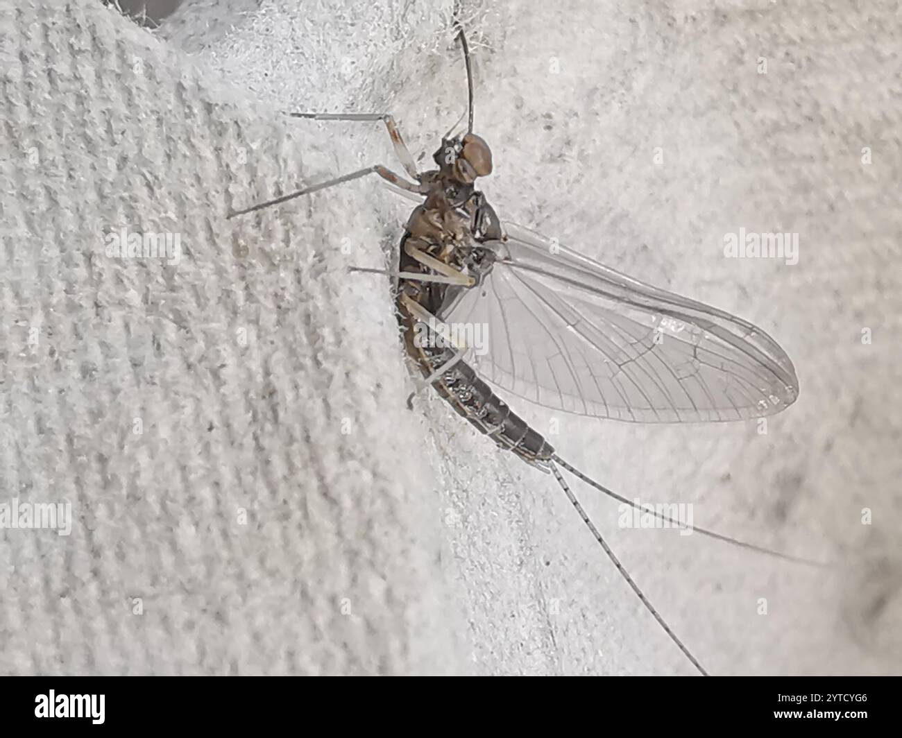 Small Mayflies (Baetidae Stock Photo - Alamy