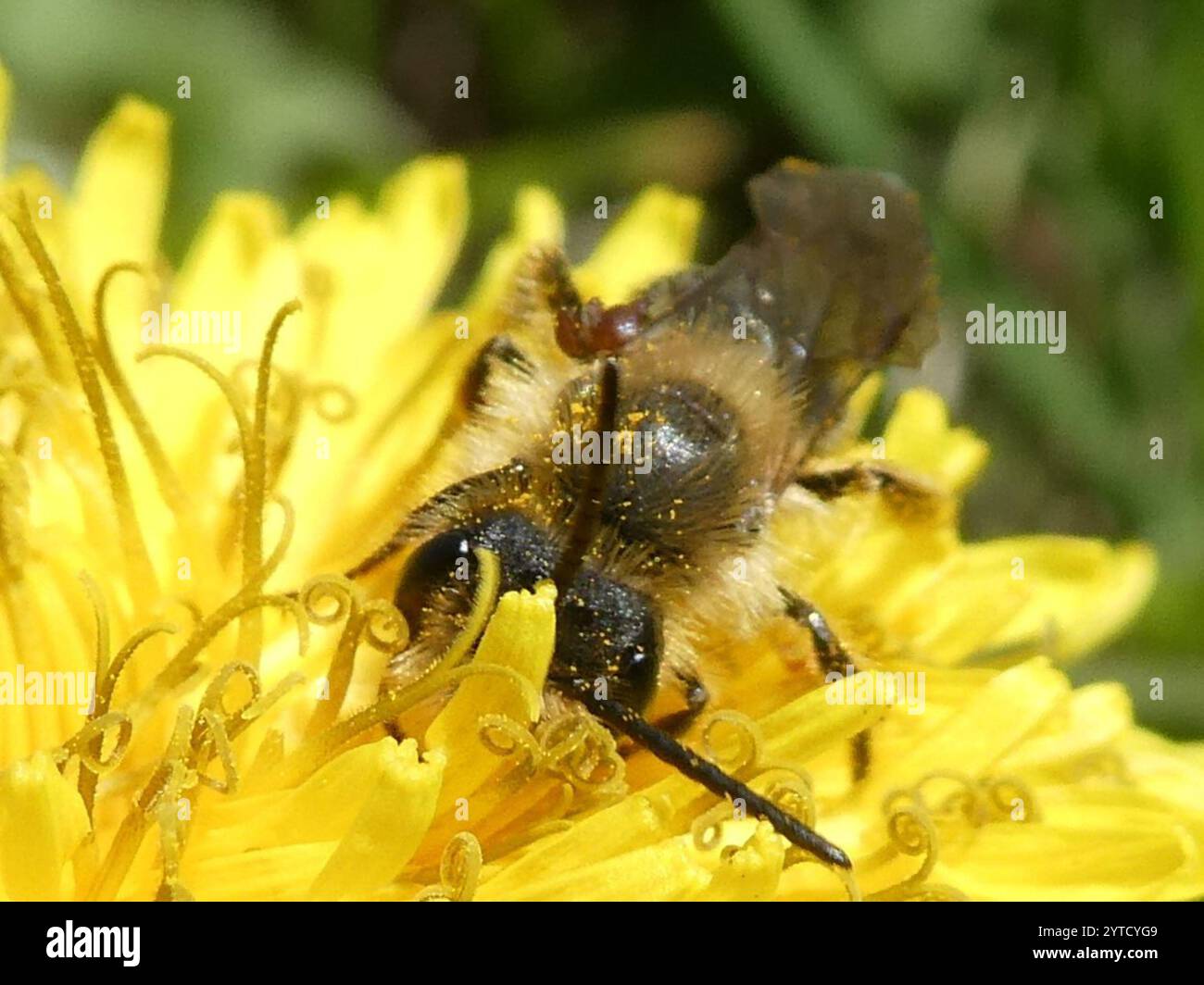 Mining Bees (Andrena Stock Photo - Alamy