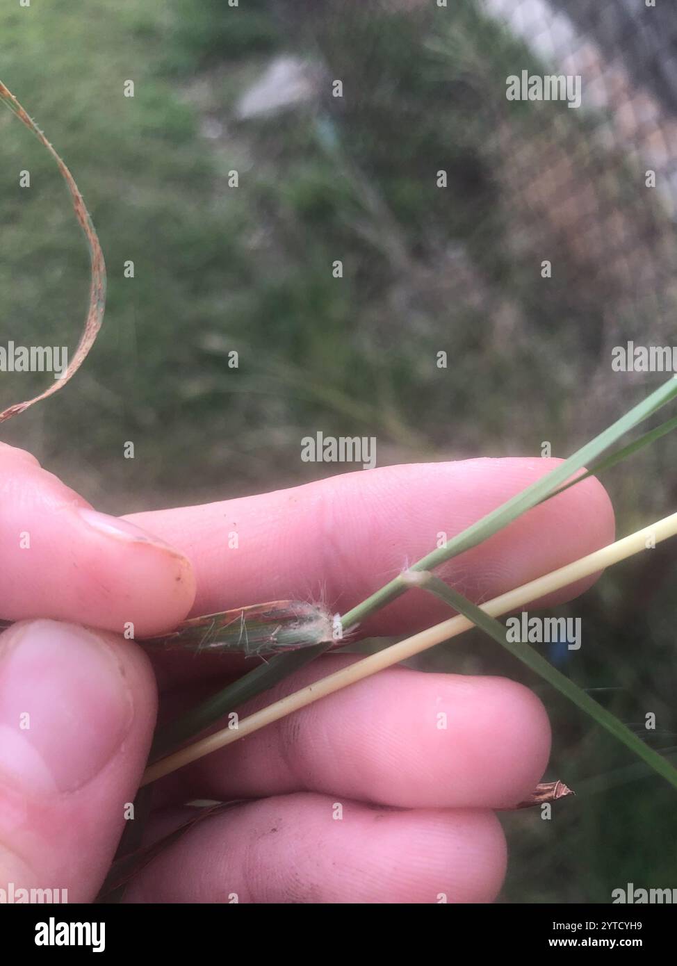 King Ranch bluestem (Bothriochloa ischaemum songarica Stock Photo - Alamy