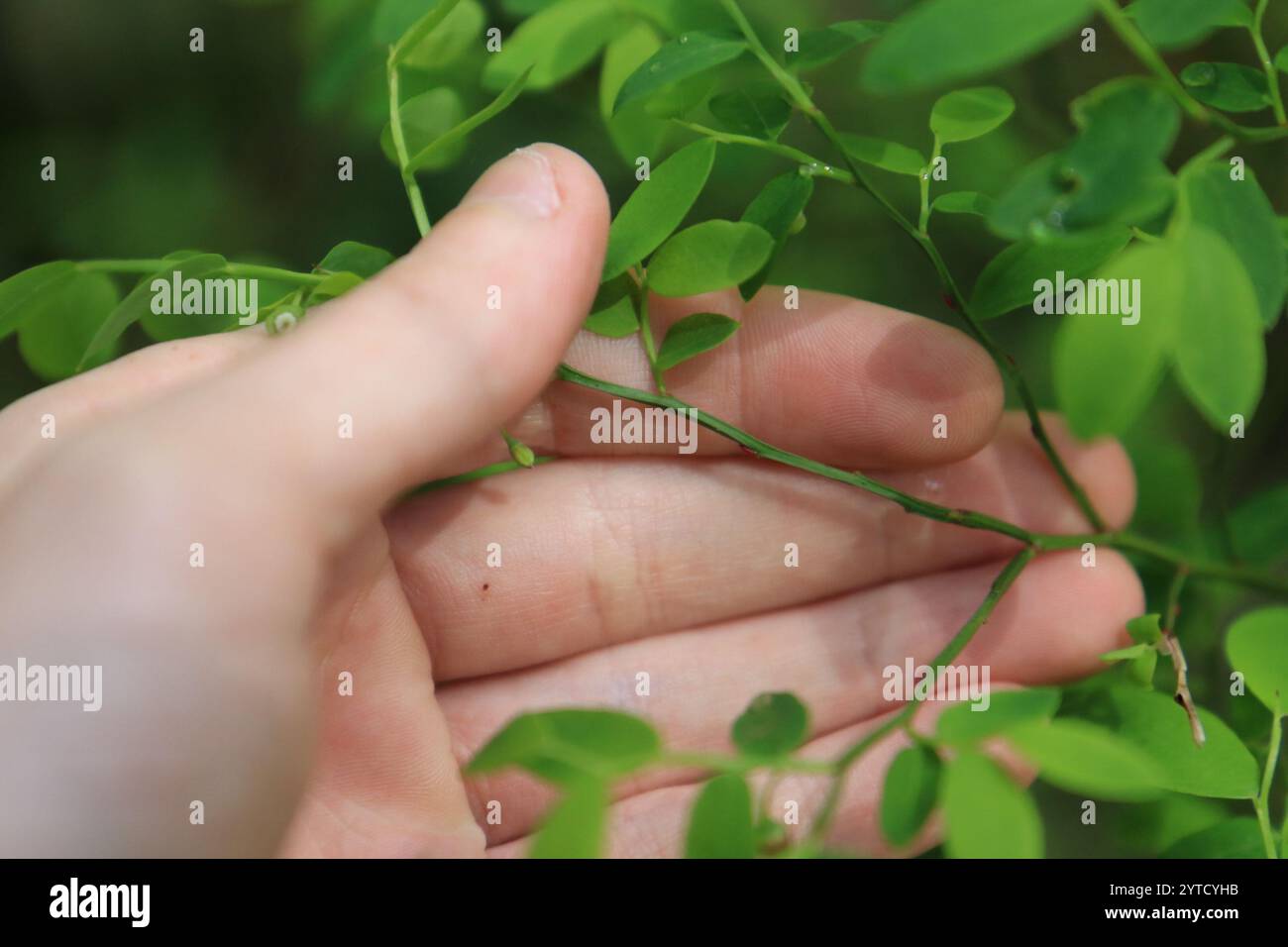 Red Huckleberry (Vaccinium parvifolium Stock Photo - Alamy