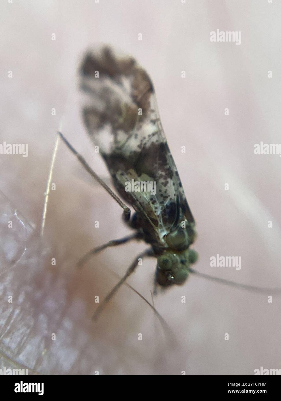 brown-banded barklouse (Loensia fasciata Stock Photo - Alamy