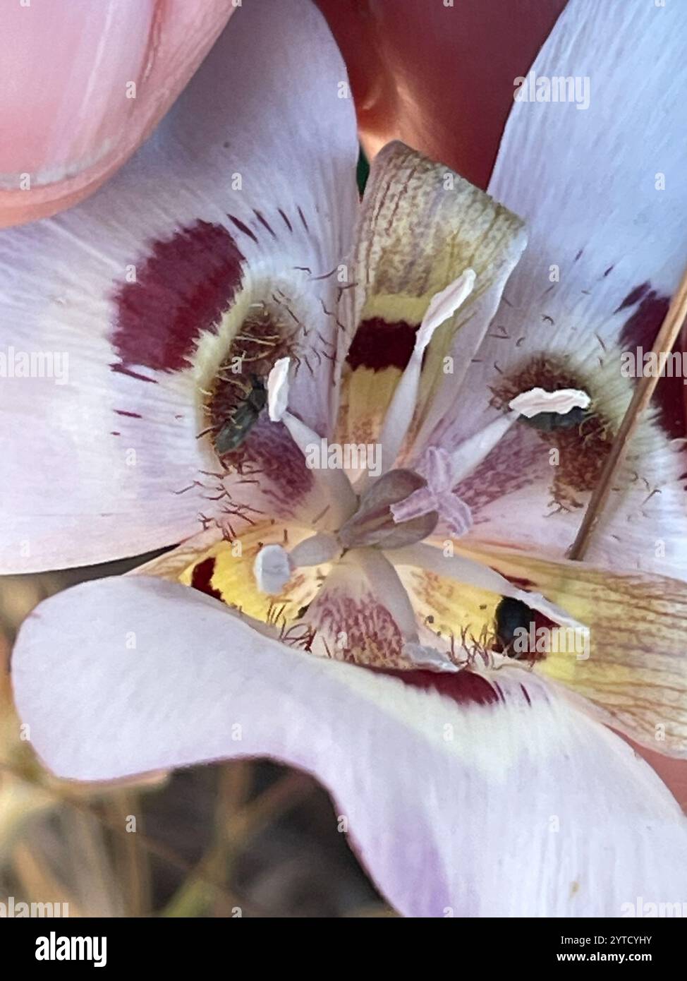 clay mariposa lily (Calochortus argillosus Stock Photo - Alamy