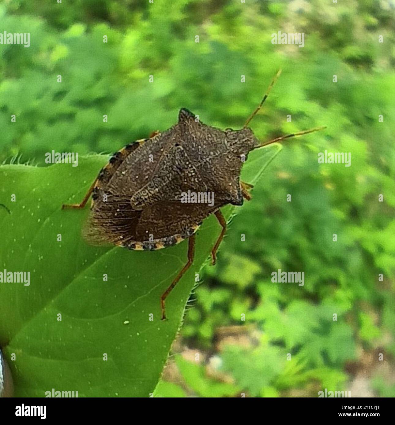 Dock Leaf Bug (Arma custos Stock Photo - Alamy