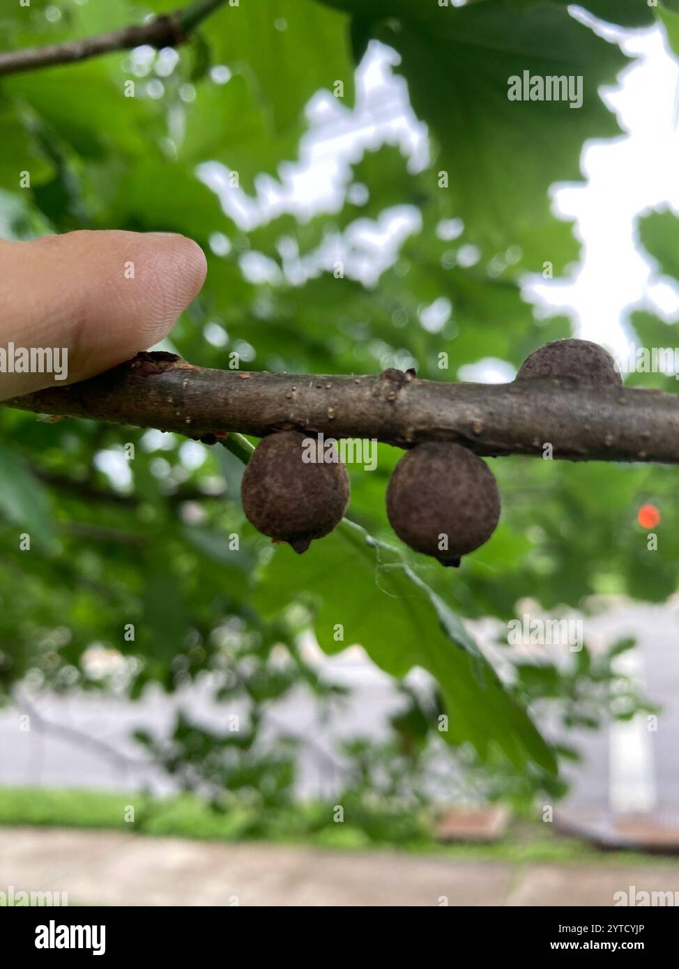 Oak Rough Bulletgall Wasp (Disholcaspis quercusmamma Stock Photo - Alamy