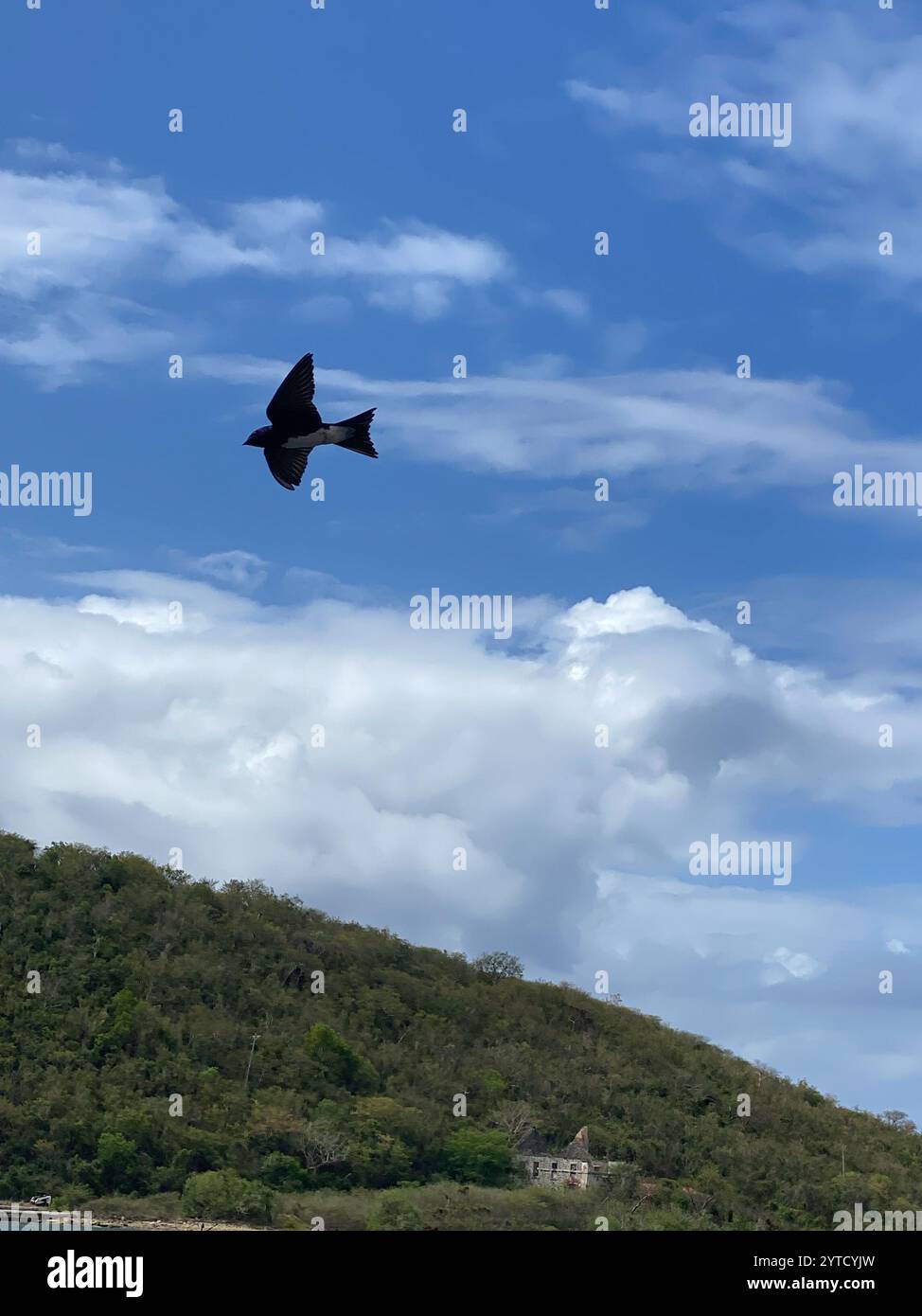 Caribbean Martin (Progne dominicensis Stock Photo - Alamy