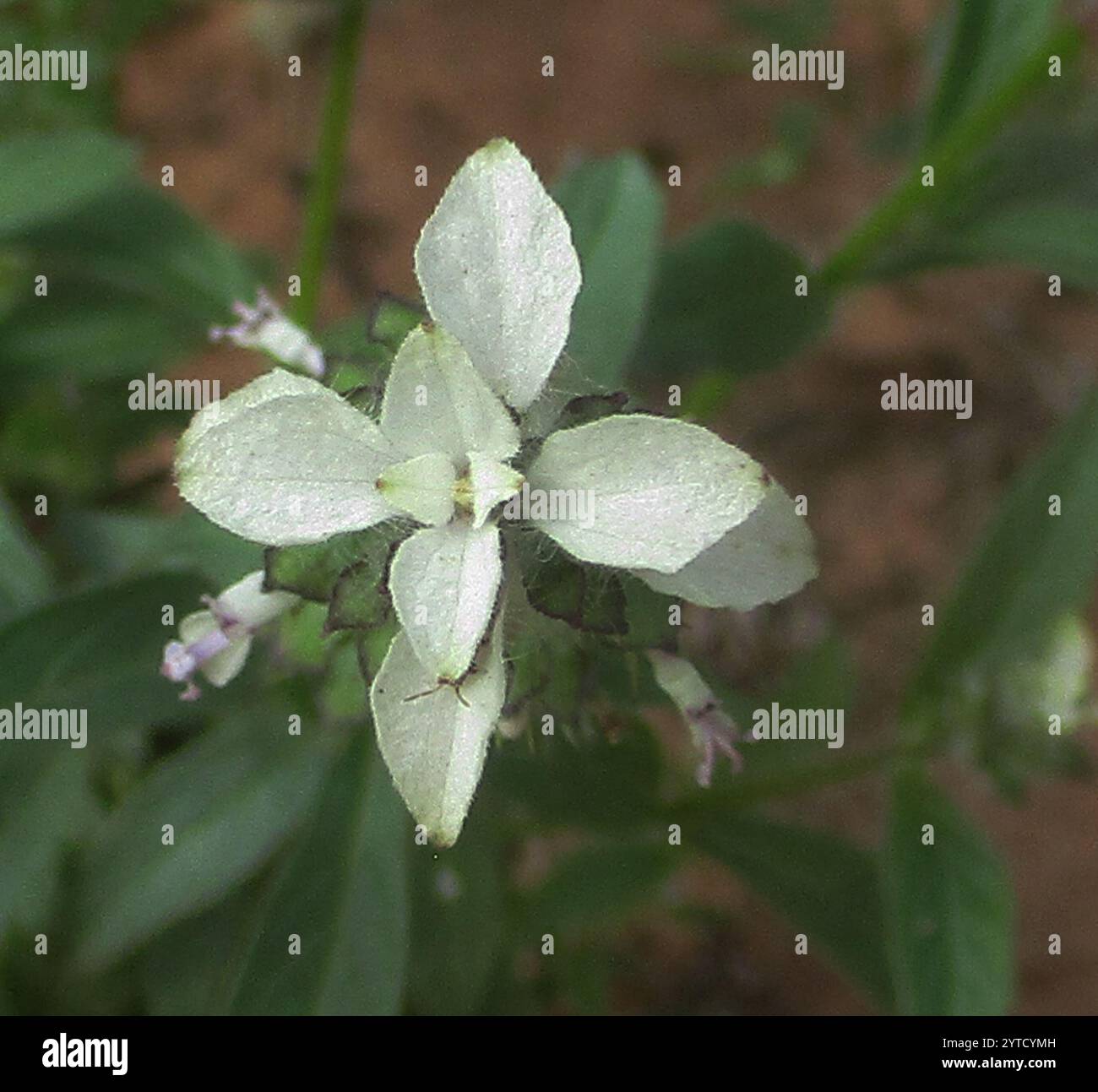 mint family (Lamiaceae Stock Photo - Alamy