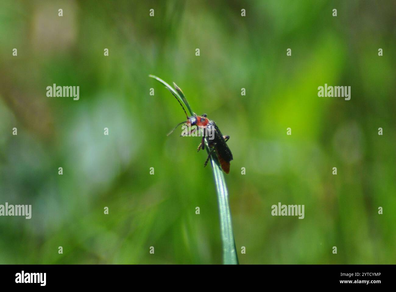 Rustic Sailor Beetle (Cantharis rustica Stock Photo - Alamy