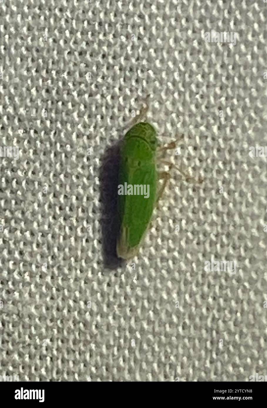 Common Green Leafhopper (Hortensia similis Stock Photo - Alamy