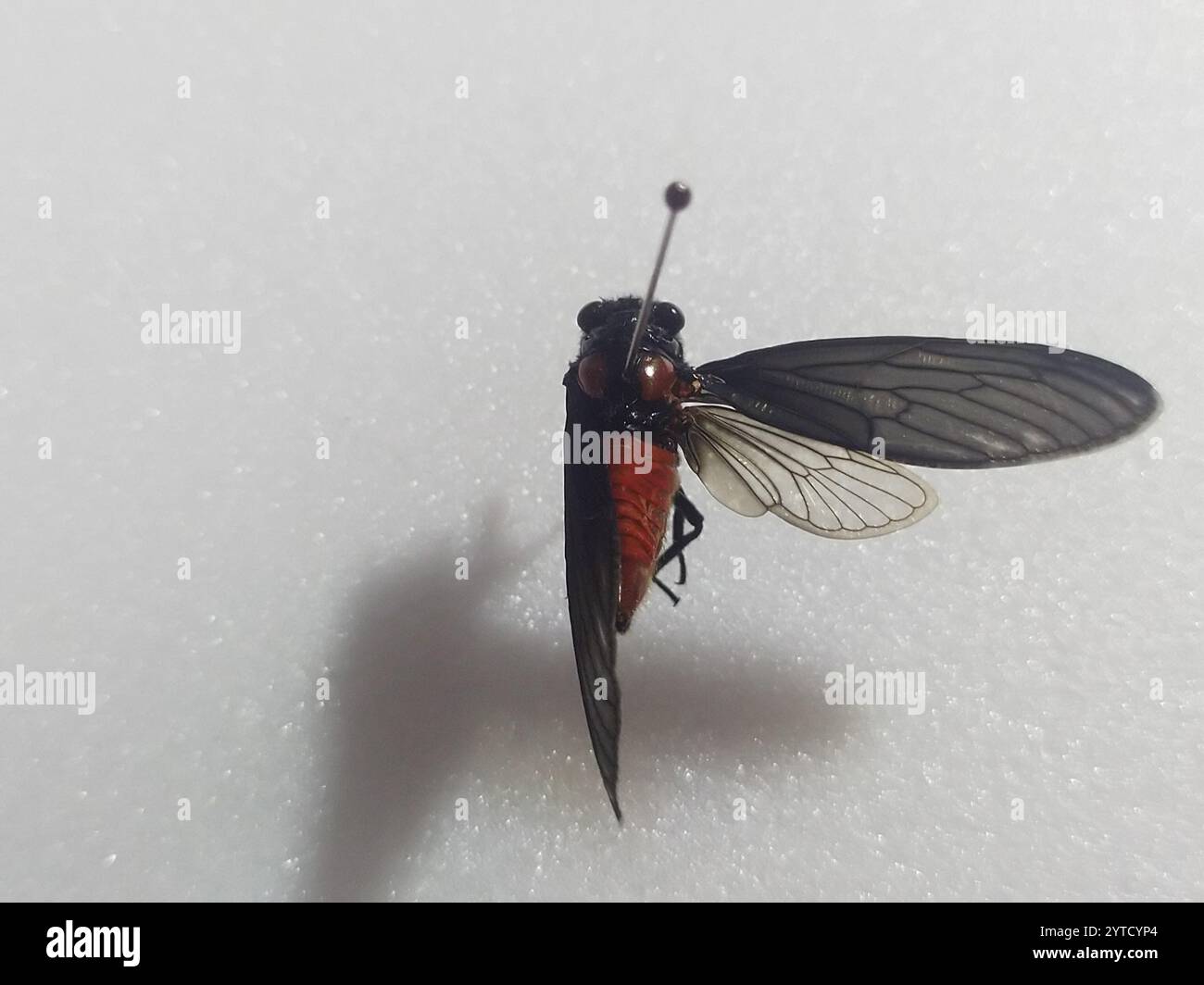 Black and scarlet cicada (Huechys sanguinea Stock Photo - Alamy