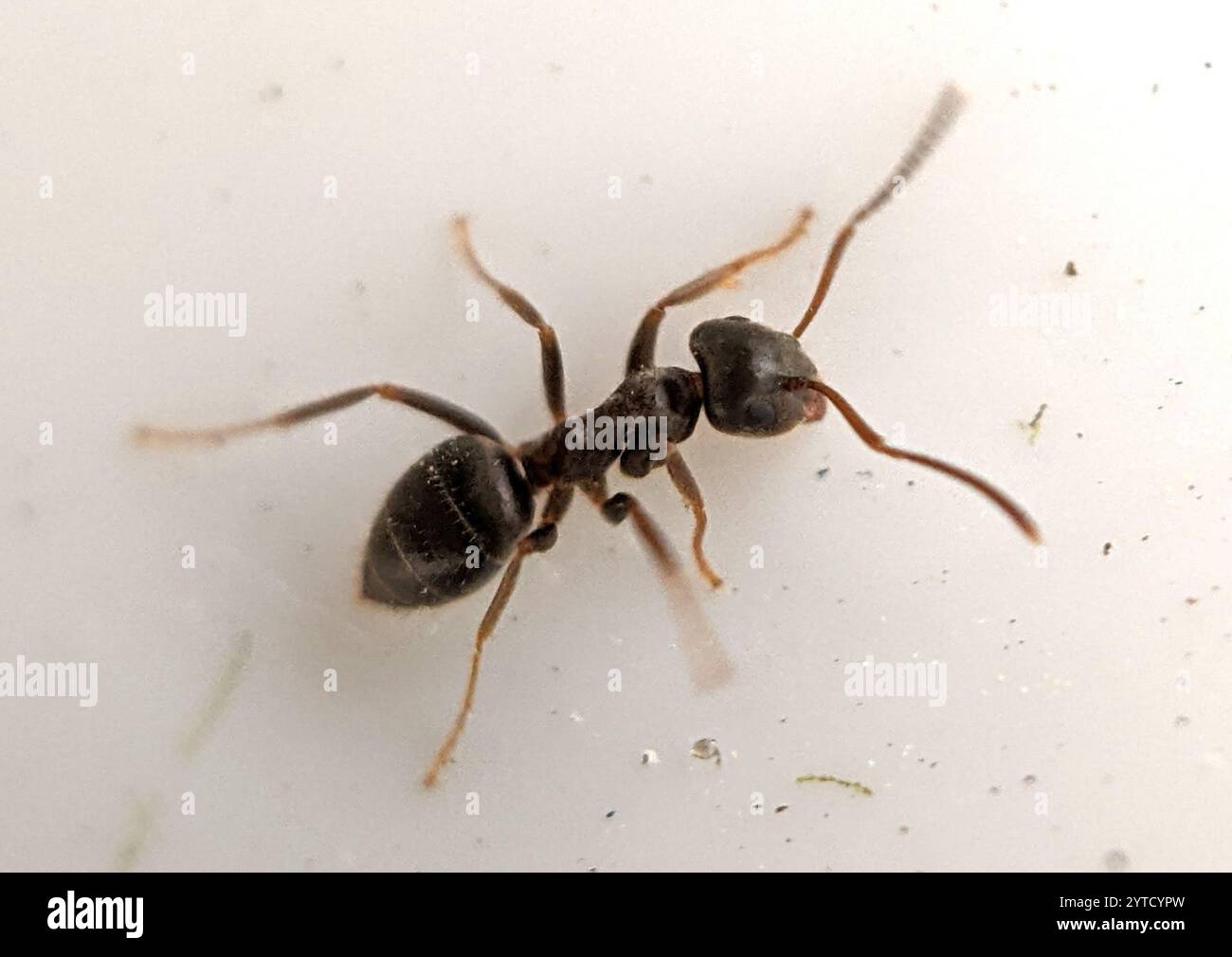 Citronella Ants, Fuzzy Ants, and Allies (Lasius Stock Photo - Alamy