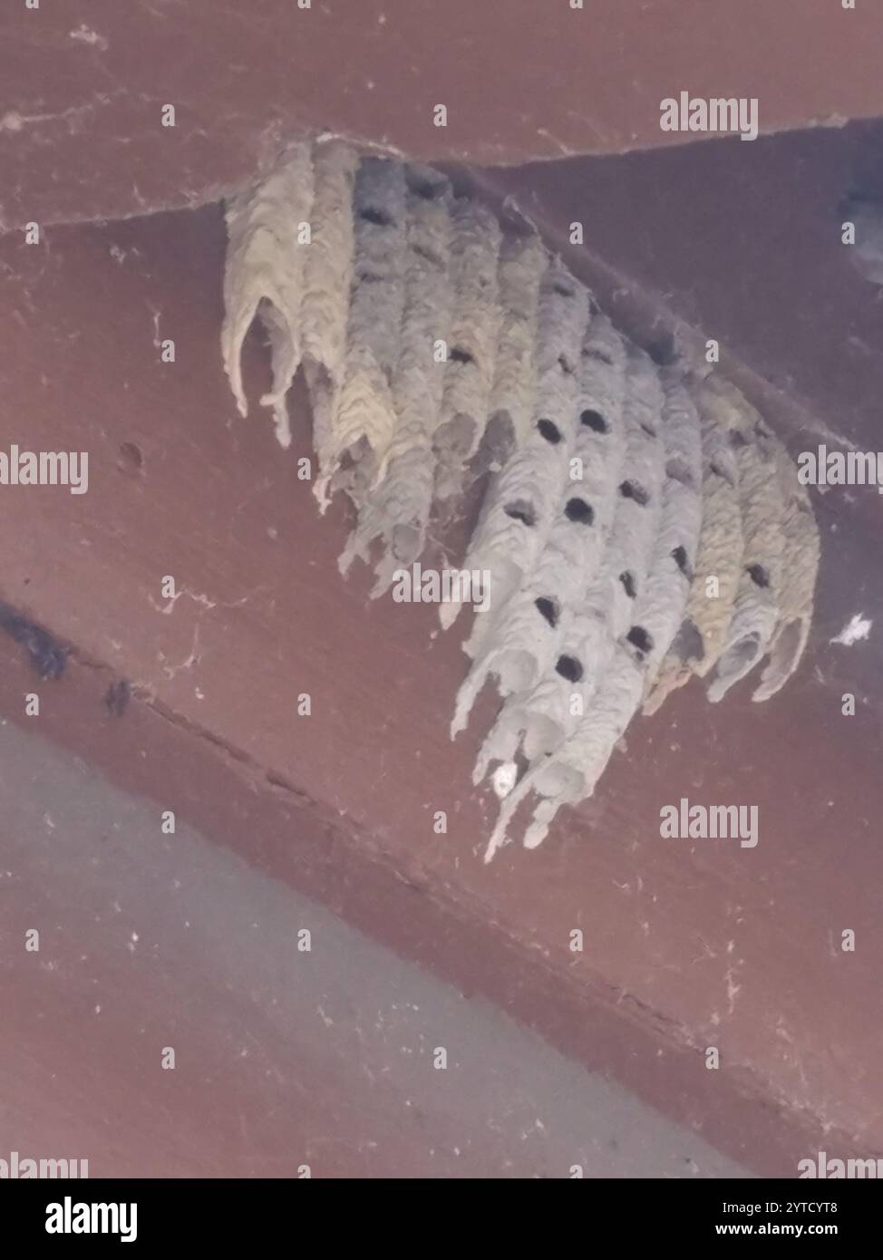 Trypoxylon politum wasp hi-res stock photography and images - Alamy