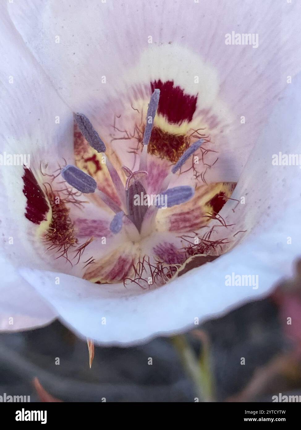 clay mariposa lily (Calochortus argillosus Stock Photo - Alamy
