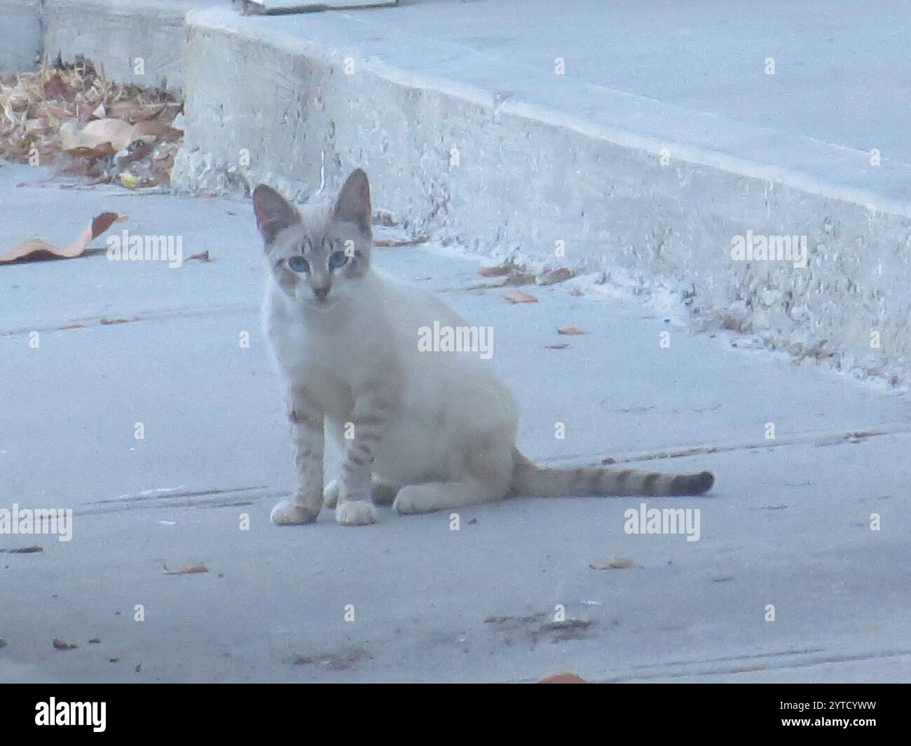 Domestic Cat (Felis catus Stock Photo - Alamy