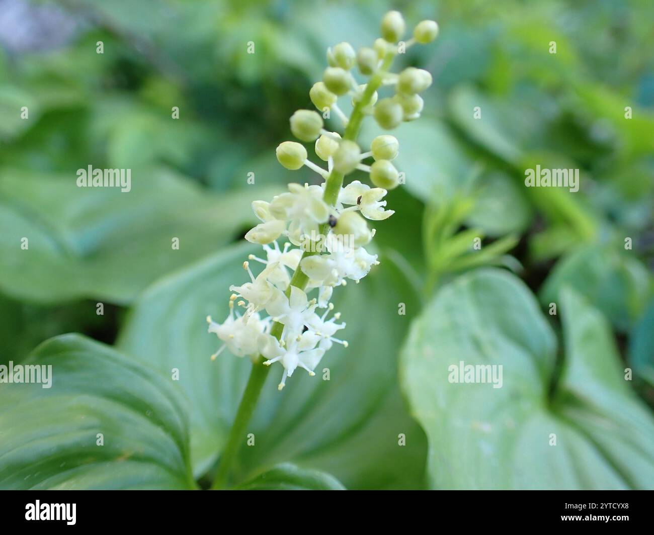 Western Lily of the Valley (Maianthemum dilatatum Stock Photo - Alamy