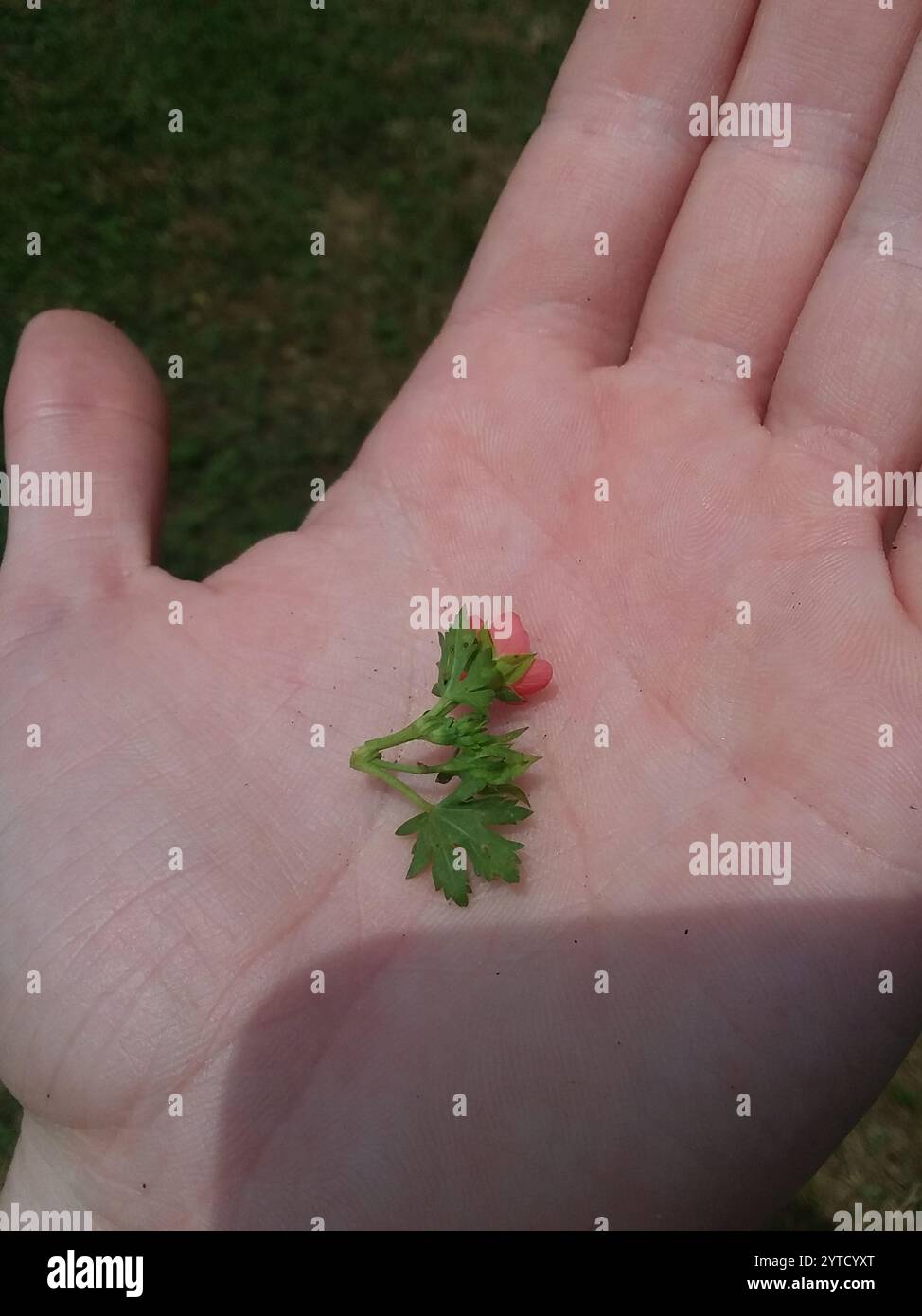 Carolina Bristlemallow (Modiola caroliniana Stock Photo - Alamy