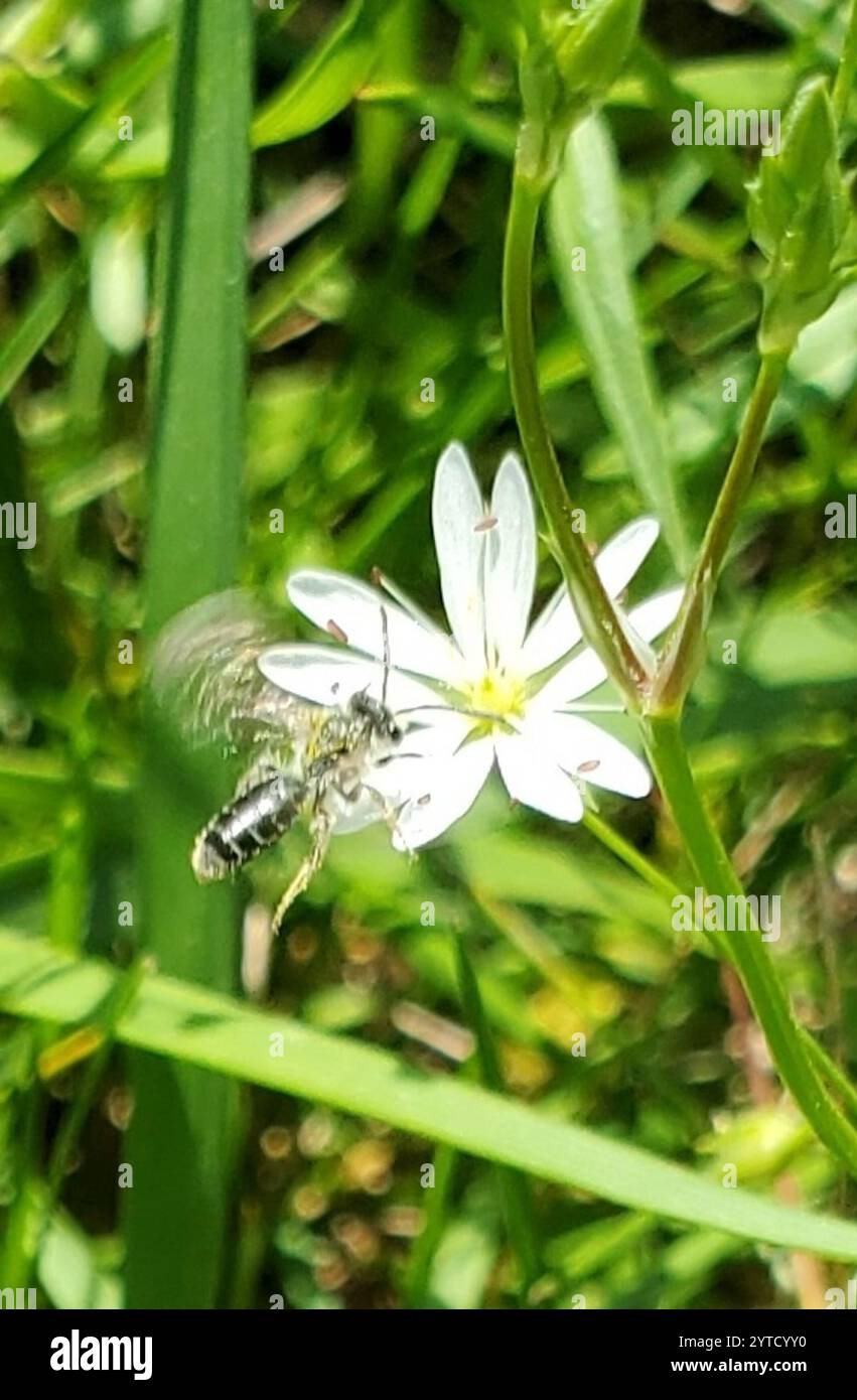 Mining Bees (Andrena Stock Photo - Alamy