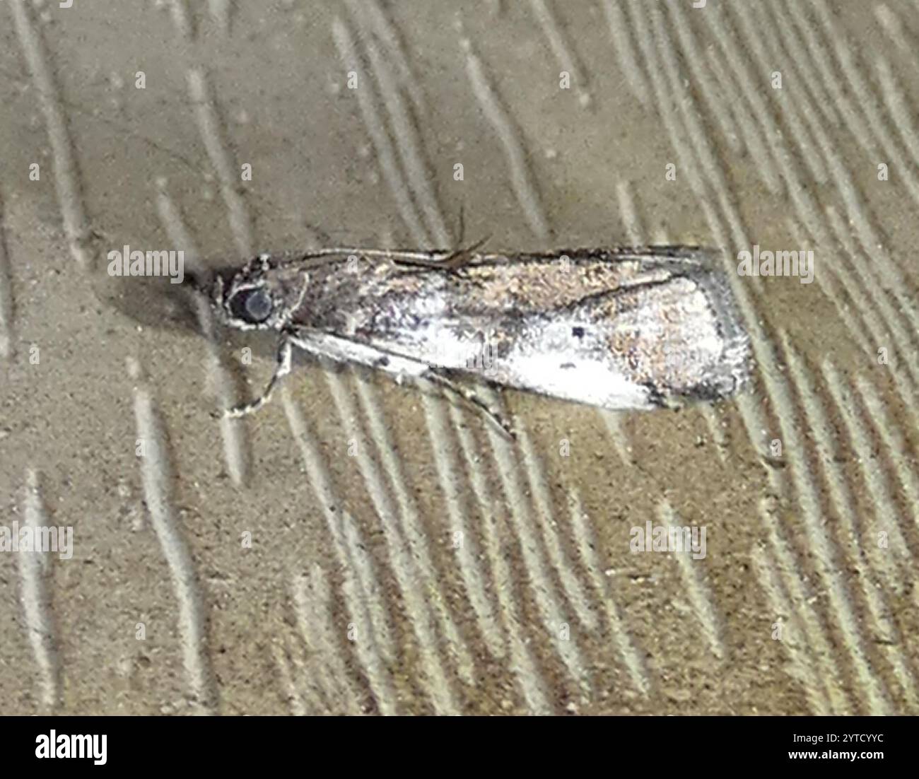 Scale-feeding Snout (Laetilia coccidivora Stock Photo - Alamy