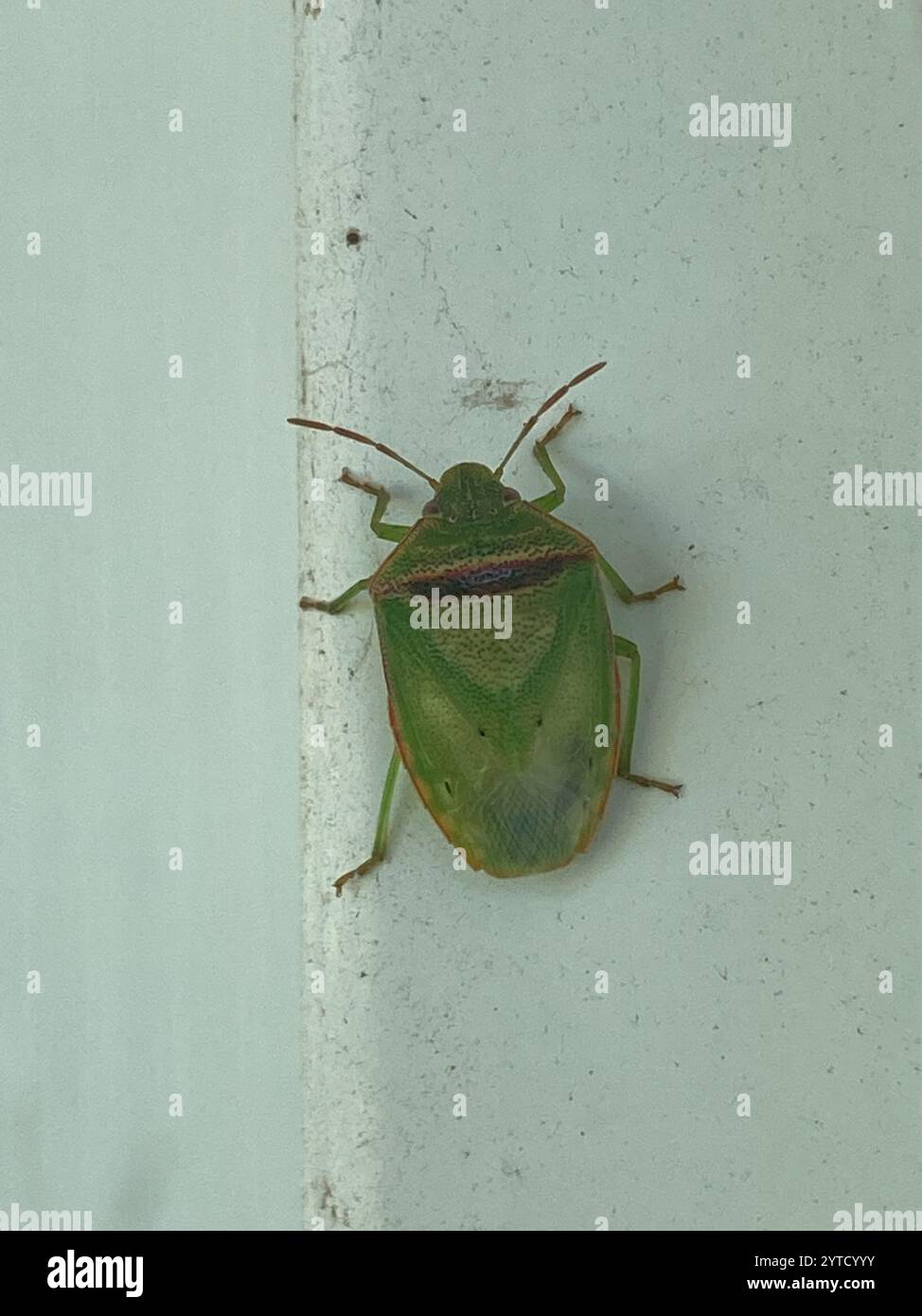 Piezodorus guildinii hi-res stock photography and images - Alamy