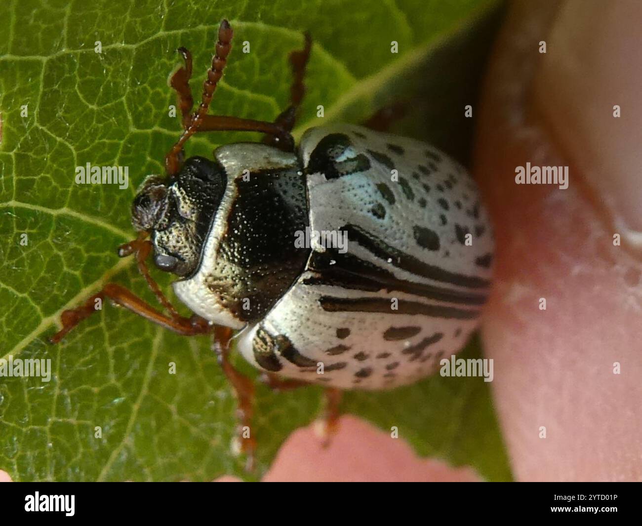Common Willow Calligrapher Beetle (Calligrapha multipunctata Stock ...