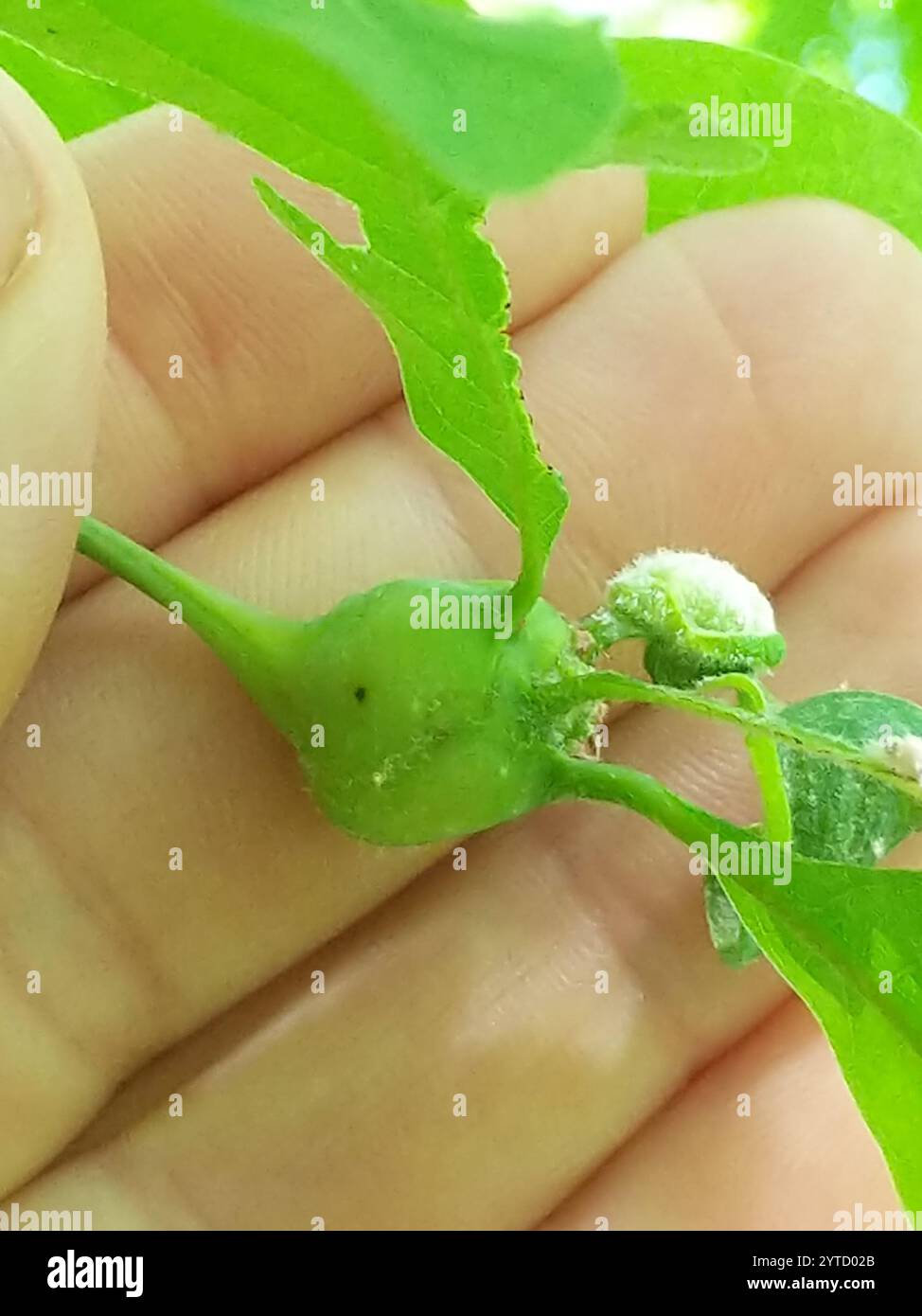 white oak club gall wasp (Callirhytis clavula Stock Photo - Alamy
